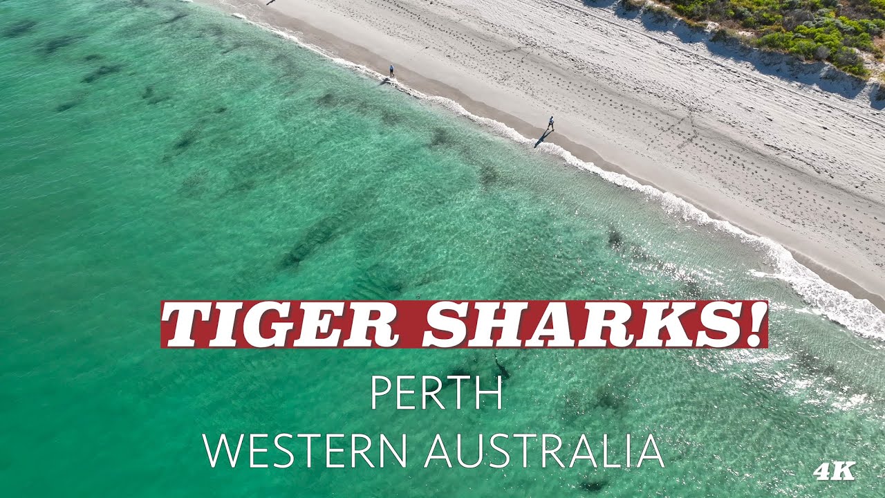 Tiger Sharks Perth Beach | Western Australia | Mavic 3 Drone Footage ...
