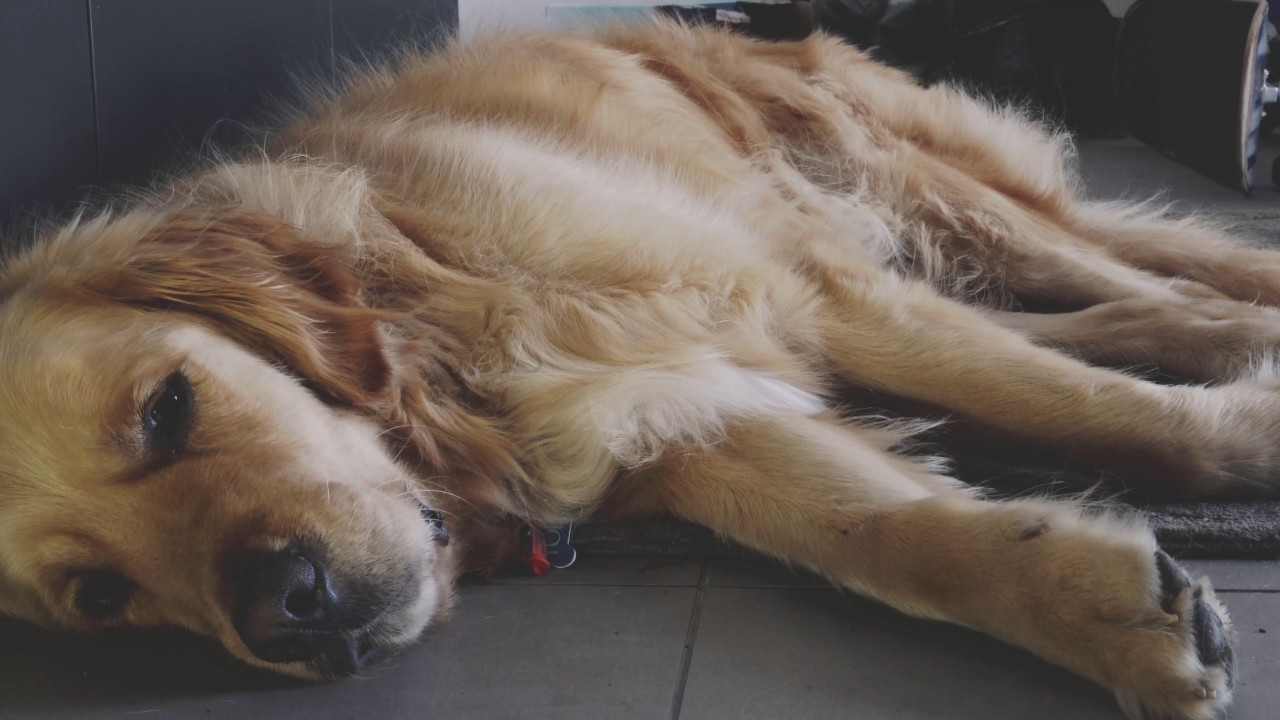Toby Sleeps 4K (UHD) episode 2 - YouTube
