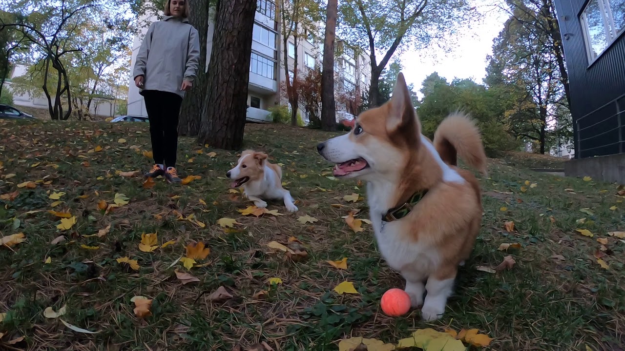 CUTE CORGI HOWL - YouTube