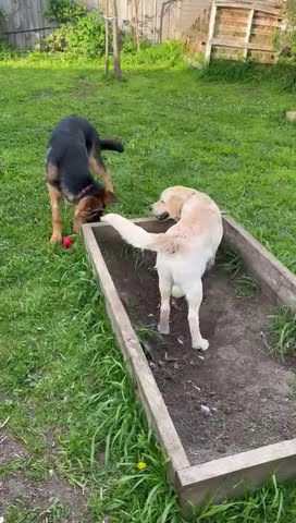 Maya and Hapoo playing(2) - YouTube