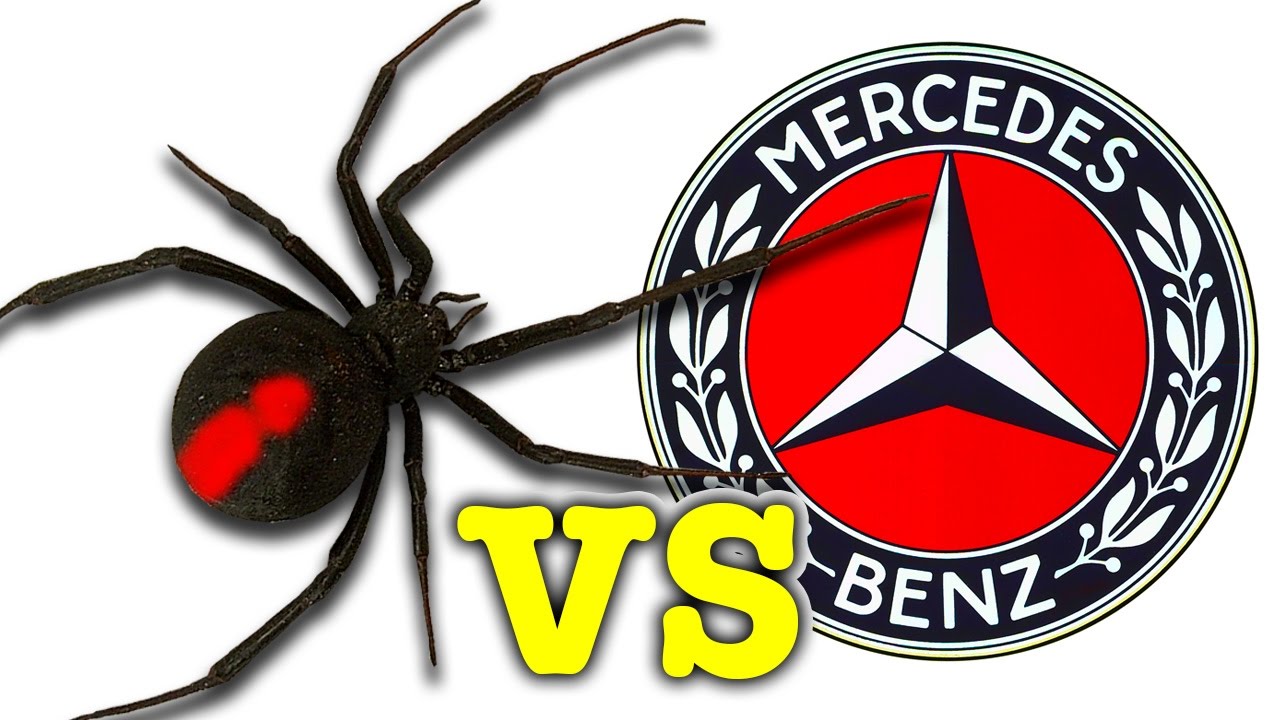 Scary Redback Spider Vs Mercedes Benz You Won't Believe What I Caught ...