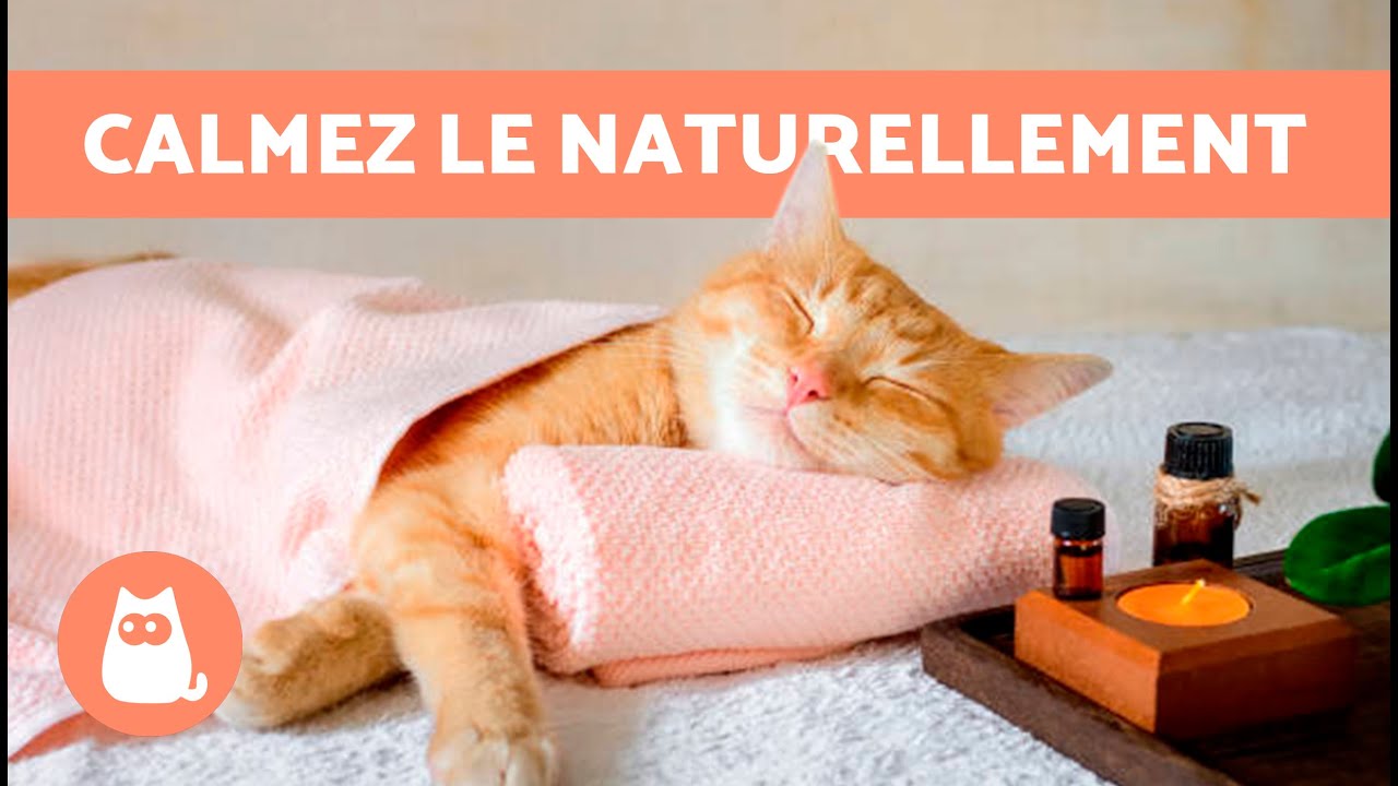 7 CALMANTS NATURELS pour CHATS 🐱 | Comment détendre un chat SANS ...