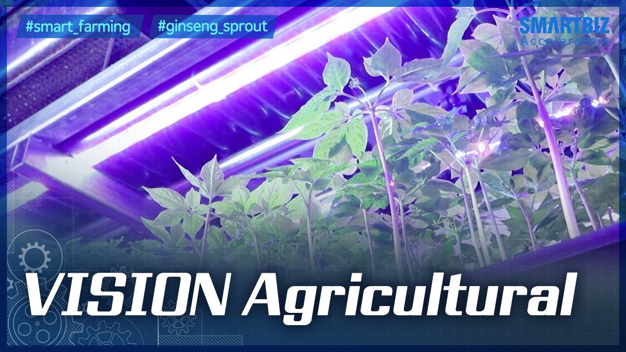 [SmartBiz Accelerators] VISION Agricultural Corporation cultivates ...