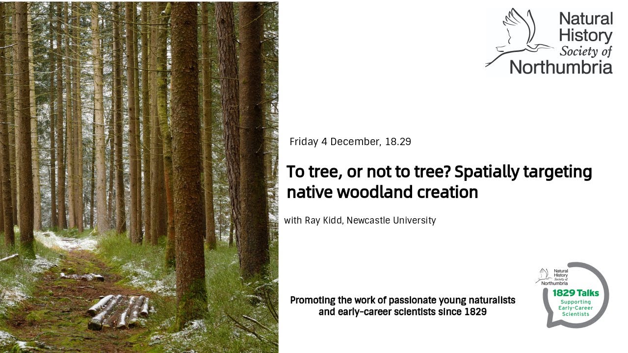 To Tree or Not to Tree? - YouTube