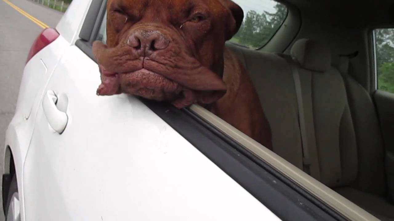 canyon dog with flapping jowls - YouTube