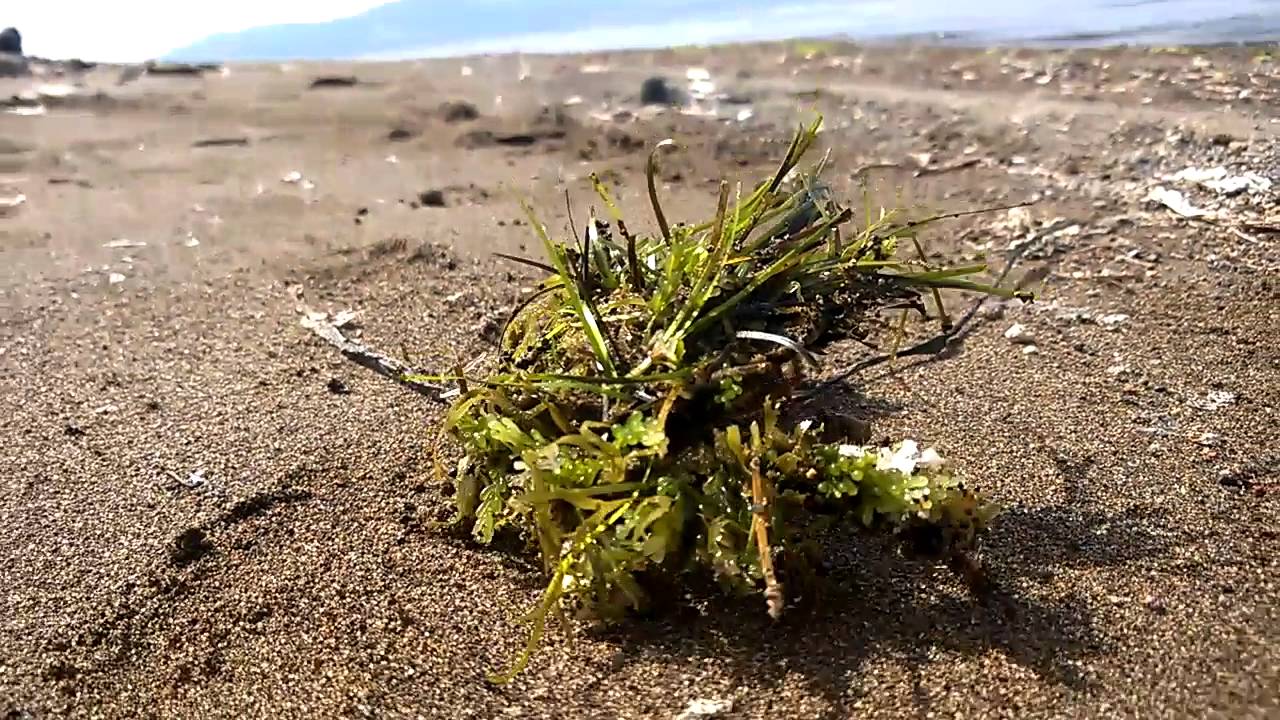 The crab camouflaged with an invasive seaweed Caulerpa cylindracea ...