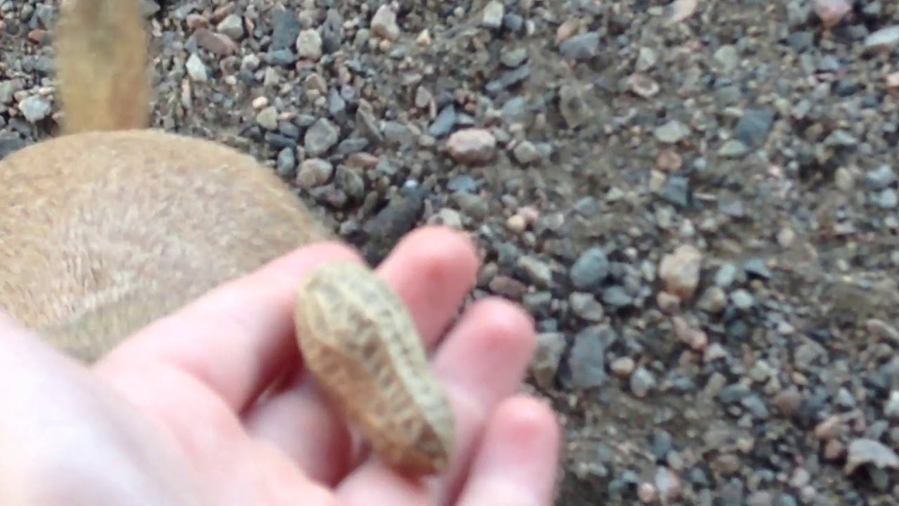 Bitten by a prairie dog - YouTube