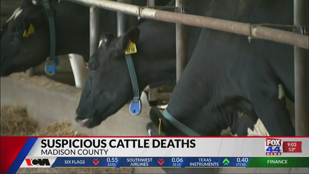 Suspicious cattle deaths reported in Madison County - YouTube
