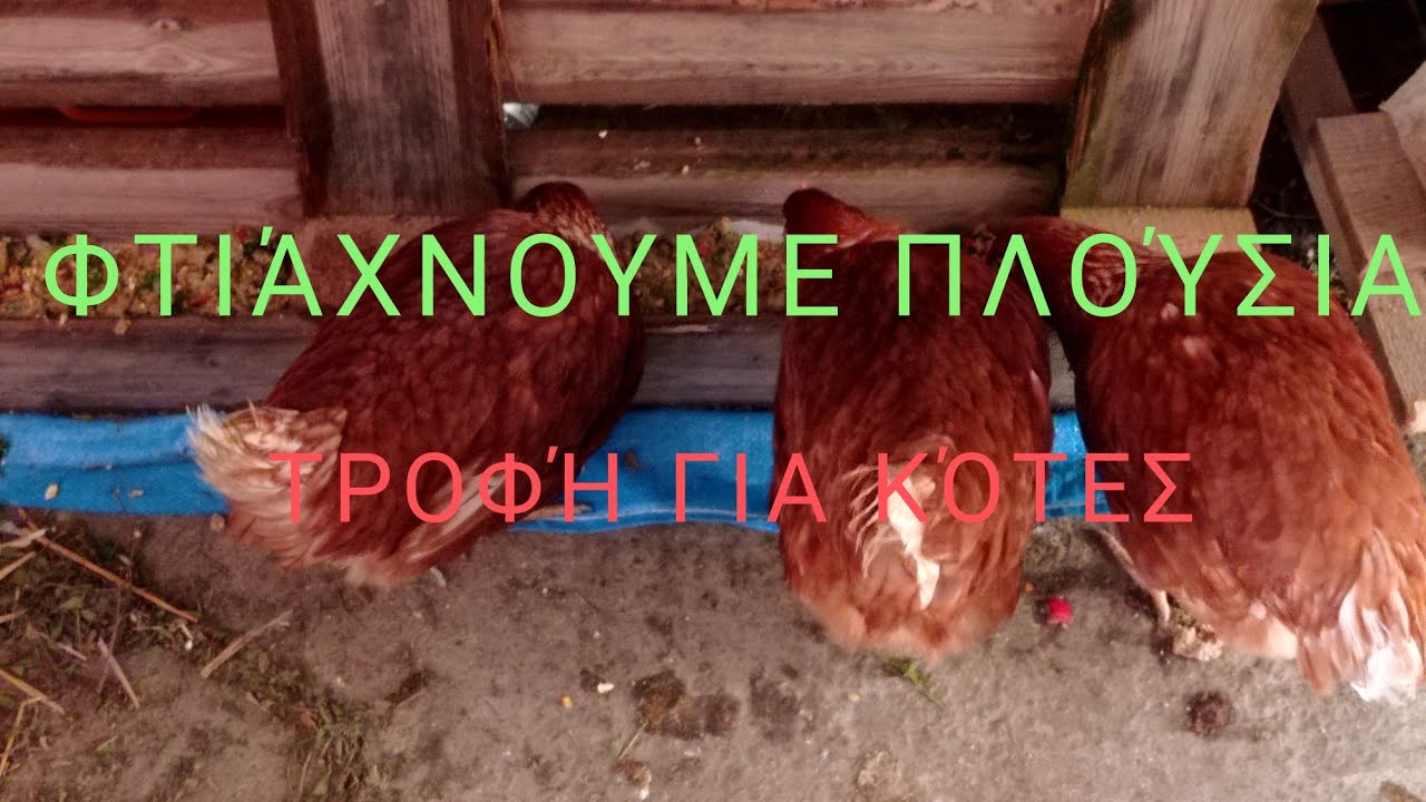Φτιάχνουμε πλούσια τροφή για τις κότες 🐔🐔🐔(Ας γίνουμε χωριό) - YouTube