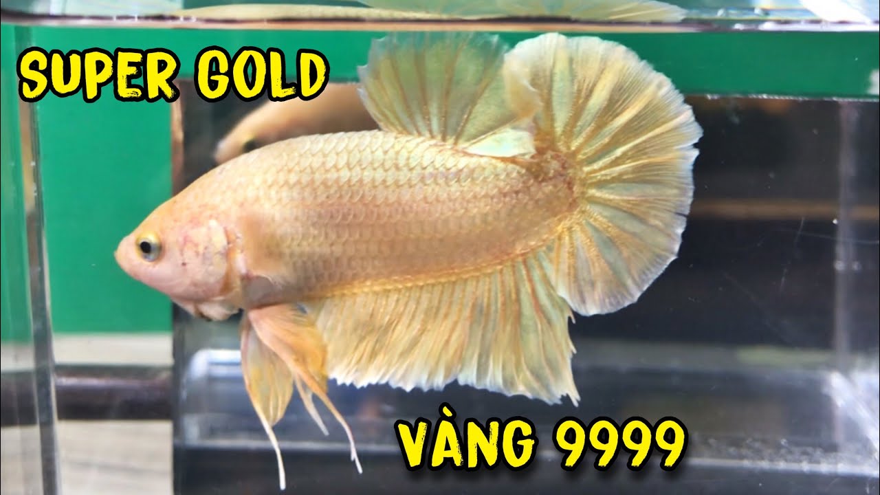 Cá Betta Super Gold Vàng 9999 cực đẹp tại Super Betta - YouTube