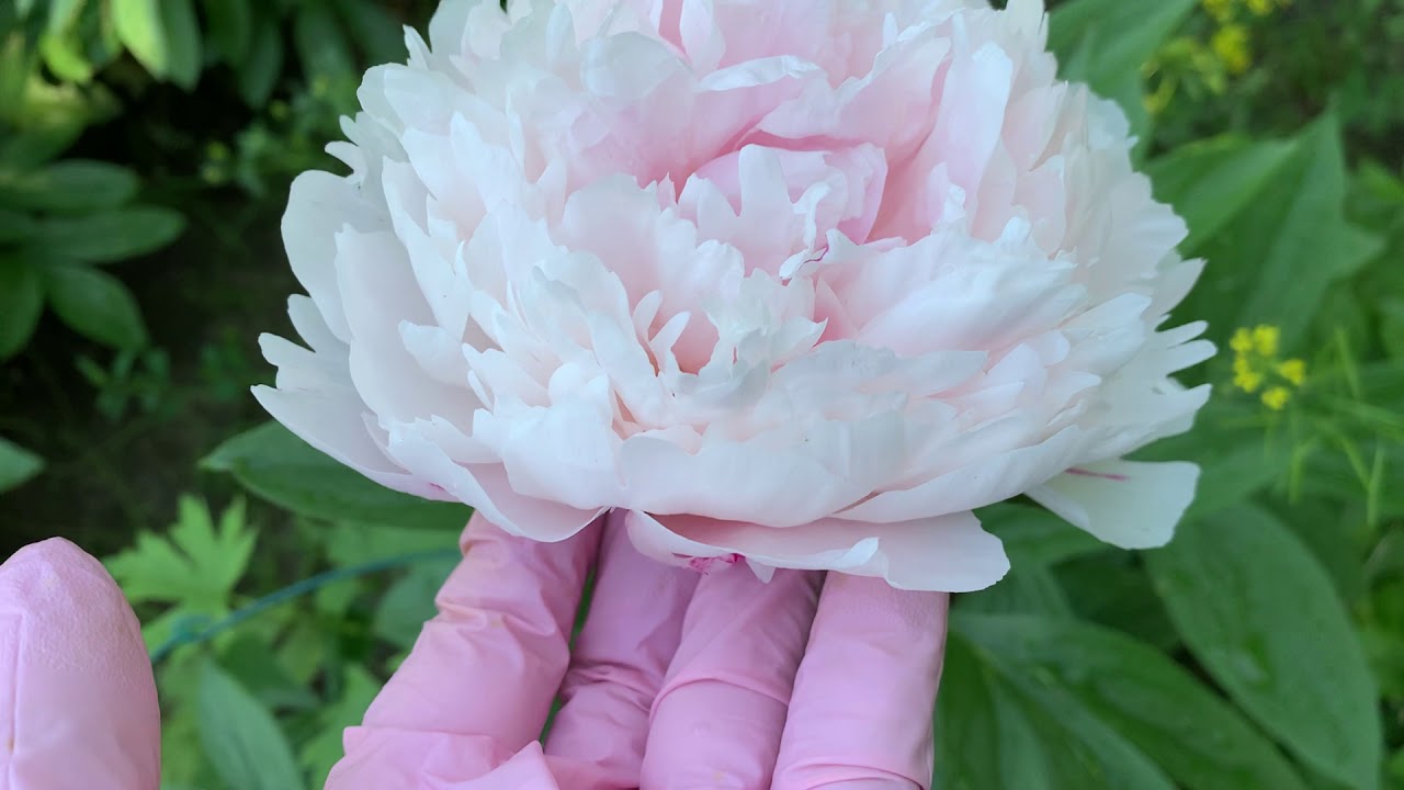 Peony NANCY NORA(Bernstein, 1942) , channel YouTube : ПІВОНІЇ - ВСЕ ПРО ...