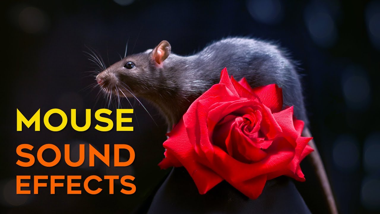 MOUSE SOUND EFFECTS HIGH QUALITY - YouTube