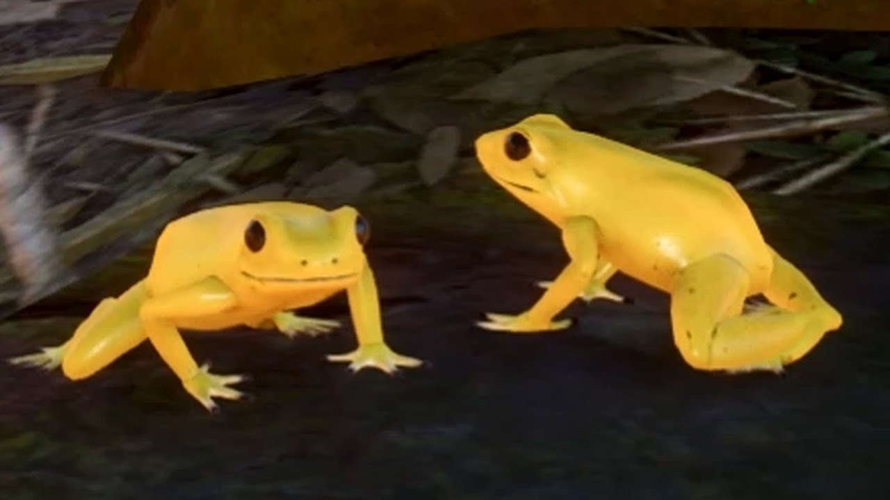 Planet Zoo - Golden Poison Frog Gameplay (PC HD) [1080p60FPS] - YouTube