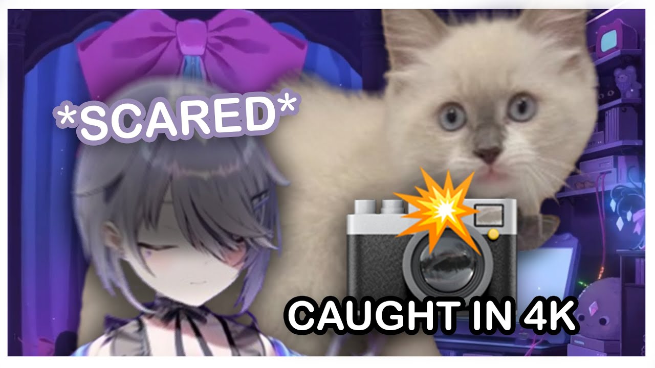 John Cat Caught Scared Biboo in 4K - YouTube