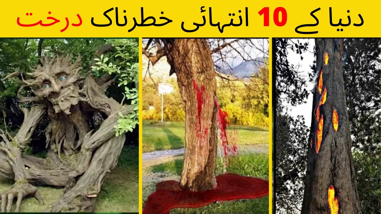 Top 10 Deadly Trees In The World - YouTube