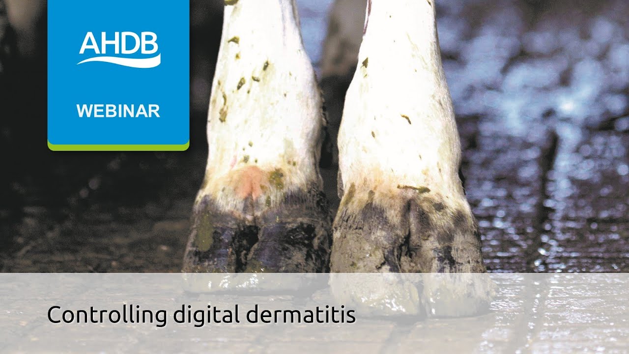 Controlling digital dermatitis - YouTube