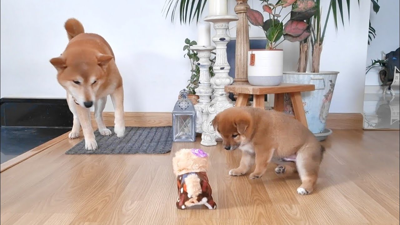 both Shiro & Oji get scared from the little imposter potato 😂😂 - YouTube