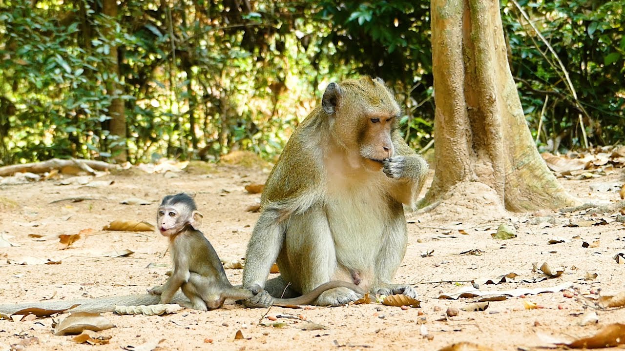 Baby Ariana with Aron monkey Father Part 1 - YouTube