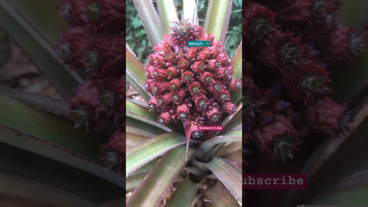 Medusa pineapple 🍍 #exoticfruitplants #fruitplant #tropicalfruits - YouTube