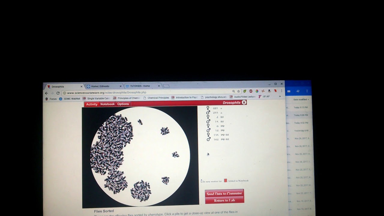 IB Biology Fruit Fly Lab Simulation - YouTube