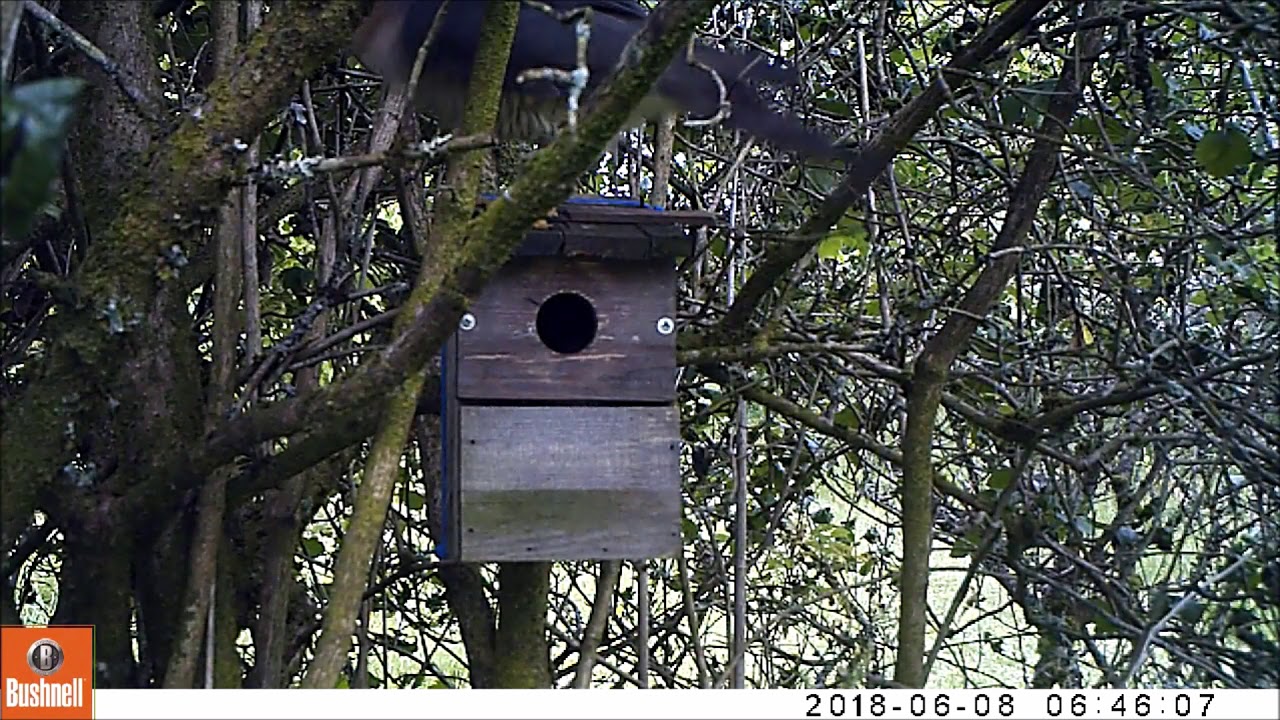 Sparrow Hawk visits Blue Tit nest box - YouTube