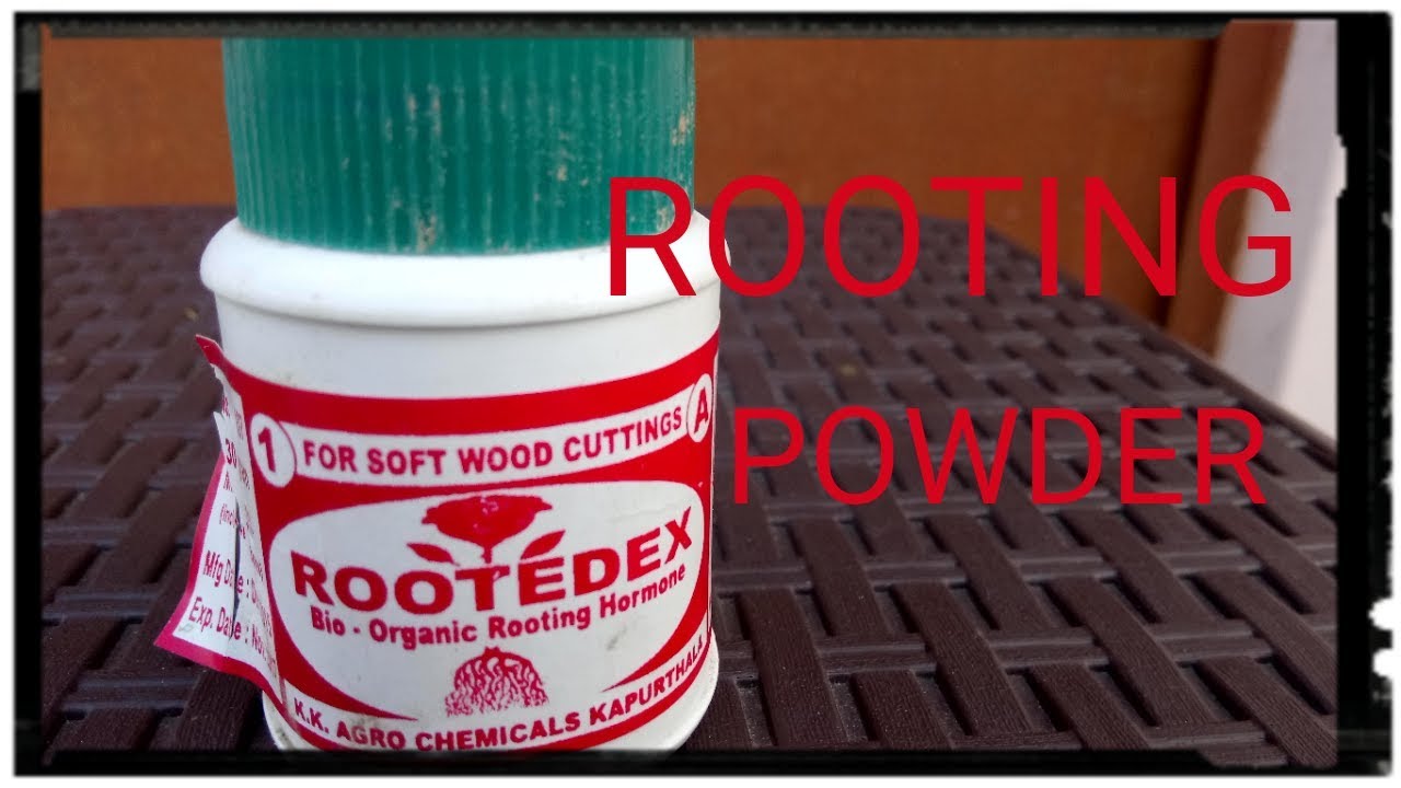 Best rooting hormone powder for cuttings. Rooting powder - YouTube