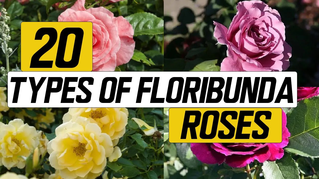 20 Types of Floribunda Rose - The Planet of Greens - YouTube