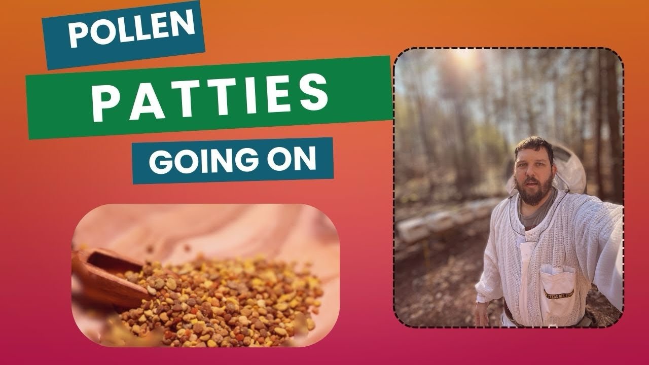 Adding pollen patties and sugar syrup - YouTube