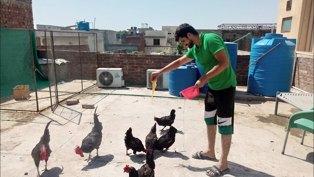 Eid pe Sab Pets ko Sivaian Khila di | Pets vlog - YouTube