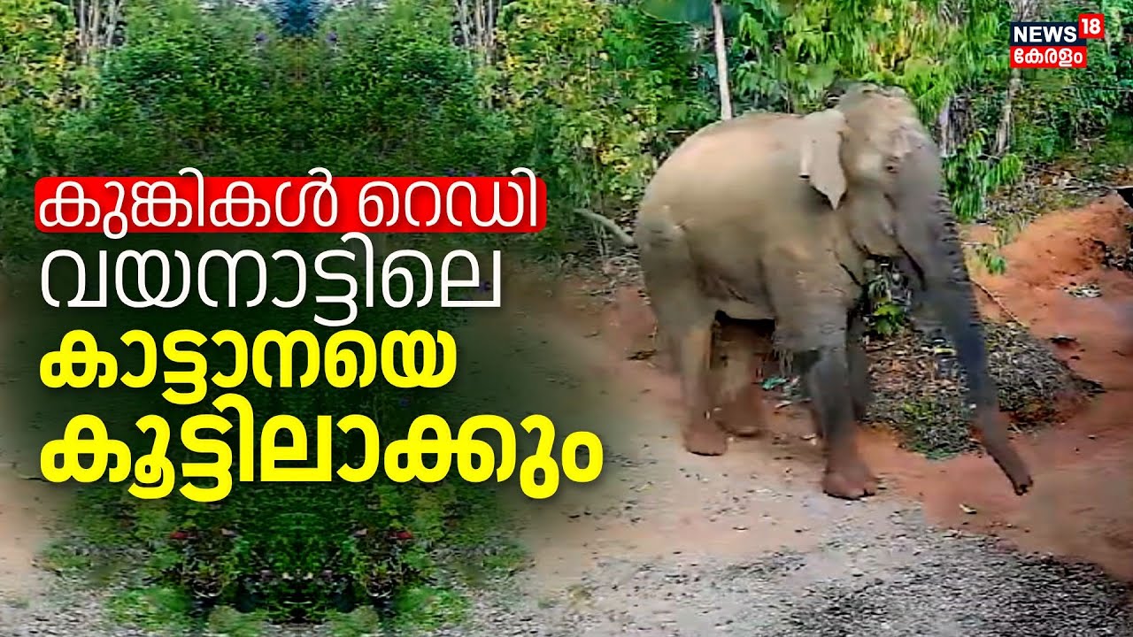 Wayanad Wild Elephant Attack |കുങ്കികൾ റെഡി; വയനാട്ടിലെ കാട്ടാനയെ ...