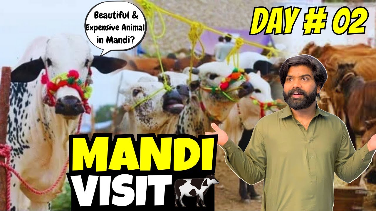 Visit of Mandi🐄 | Day # 02 | Most Beautiful & Expensive Animals in ...