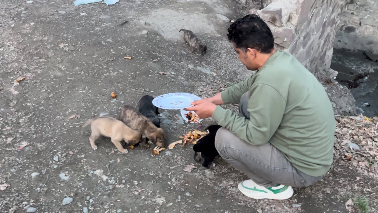 Feeding one of the most beautiful small native Iranian dogs!🐕🏕️ - YouTube