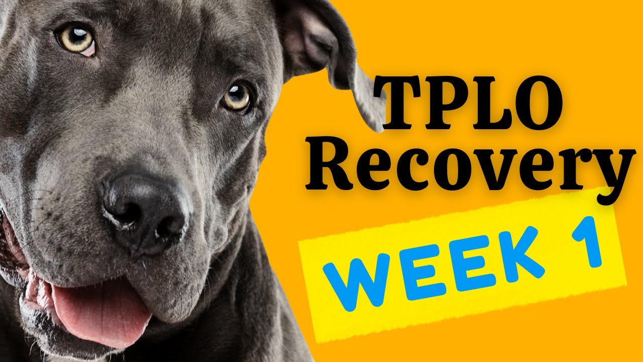 TPLO Recovery Week 1 | What To Expect - YouTube