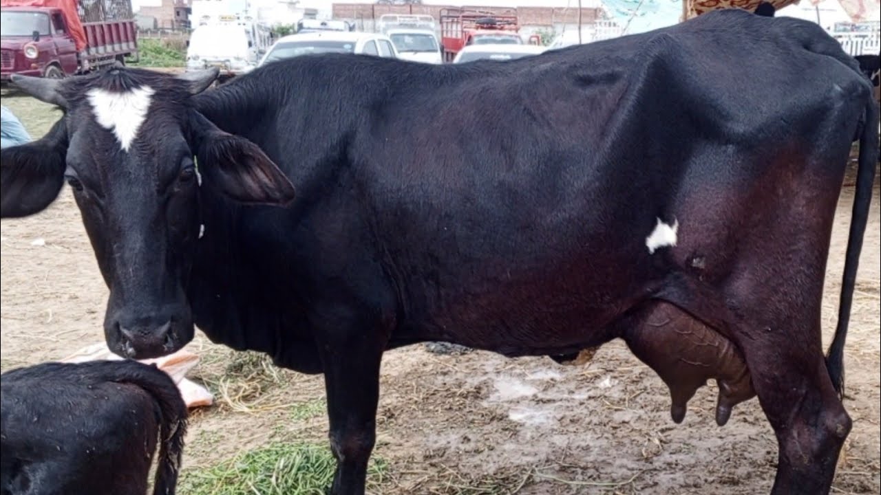 Milking Cow Friesian Jersey wahlati | price update - YouTube