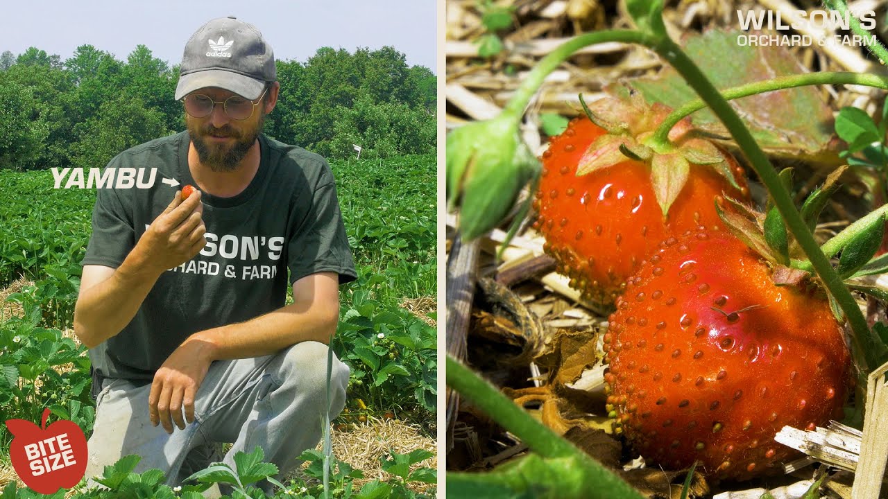 Yambu Strawberries 🍓 | Bite Size - YouTube