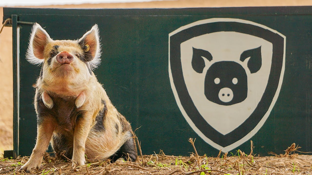 Grand Finals of Pig Racing - YouTube