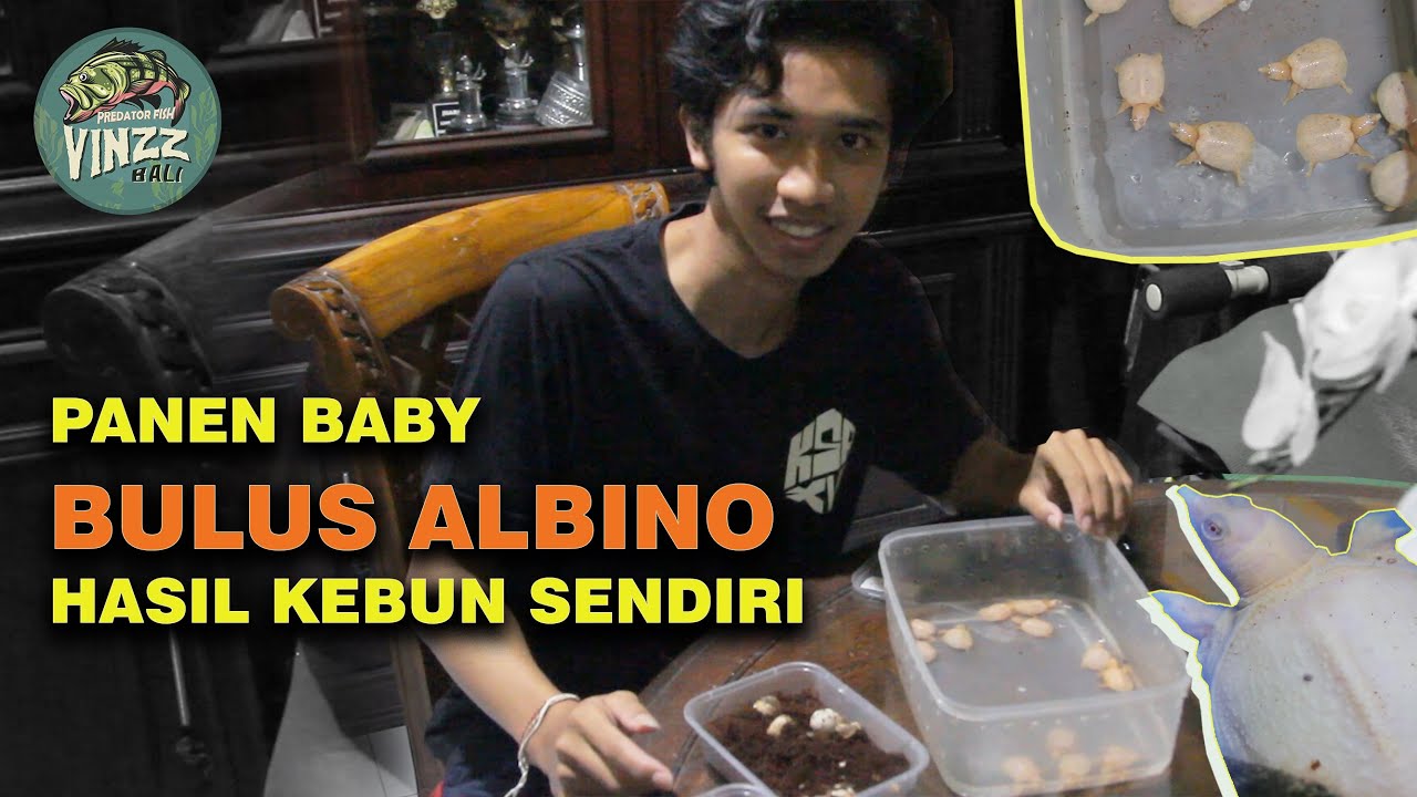 PANEN BABY LABI-LABI / BULUS ALBINO HASIL TERNAKAN SENDIRI - VINZZ ...
