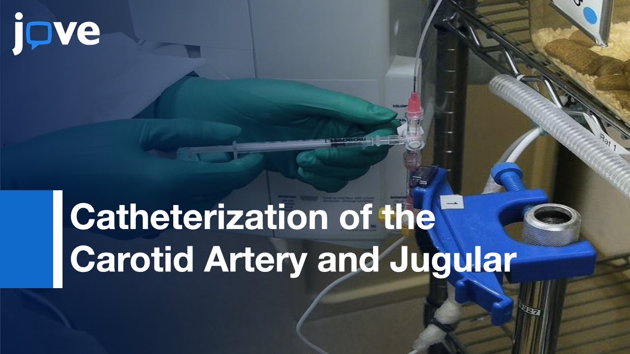 Catheterization of the Carotid Artery and Jugular Vein for Hemodynamics ...