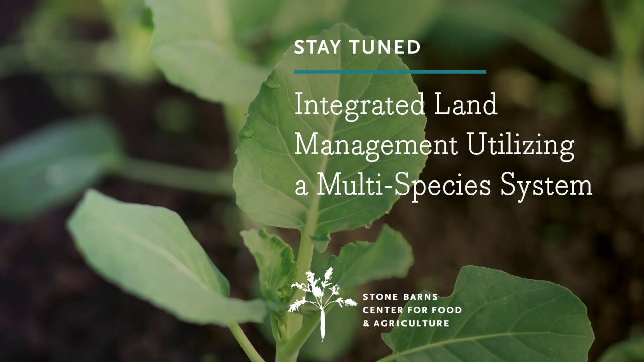 Integrated Land Management Utilizing a Multi-Species System - YouTube