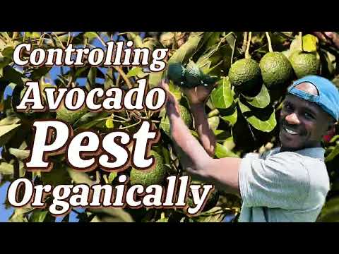 How to Protect Your Avocados from Pest attacks False Codling Moth and ...
