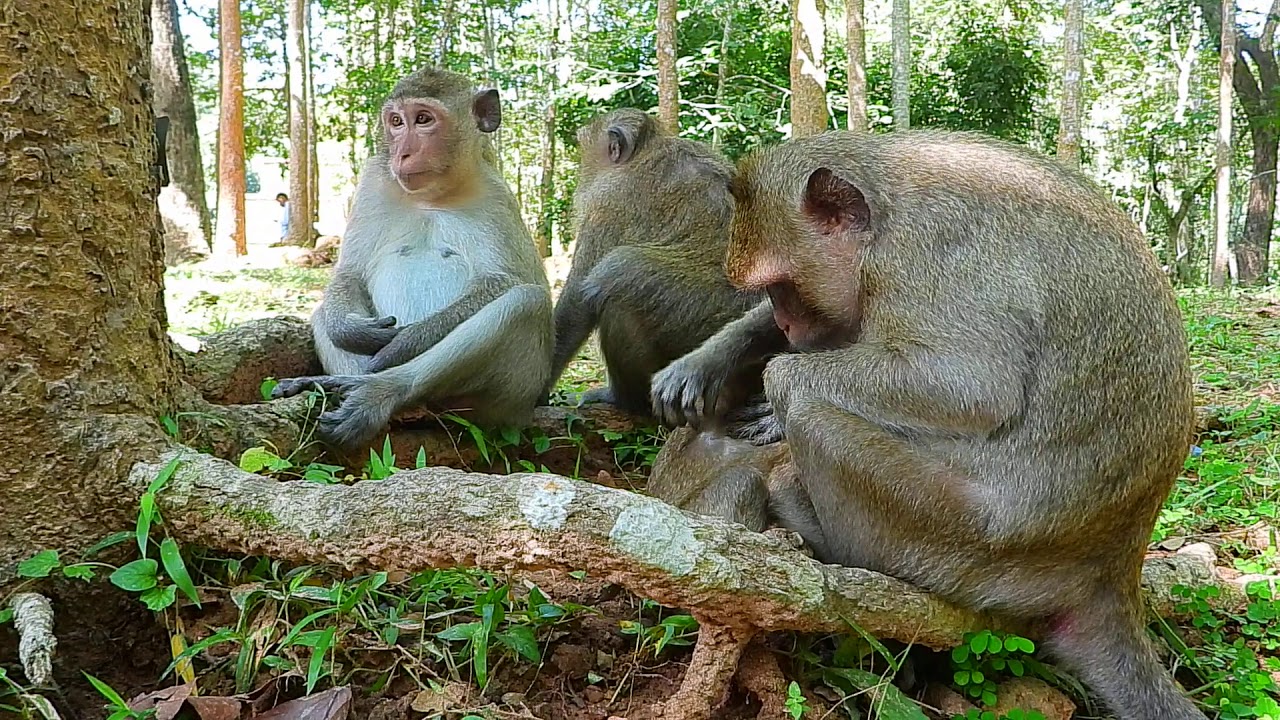 Daily life of family monkeys live at wild - YouTube