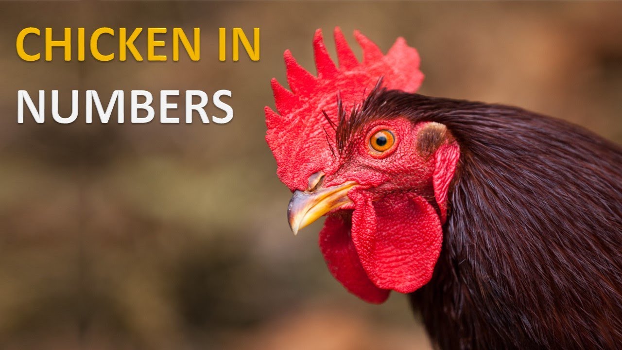 Chicken in Numbers | Chicken | Hen | Rooster | Statistics | Count - YouTube