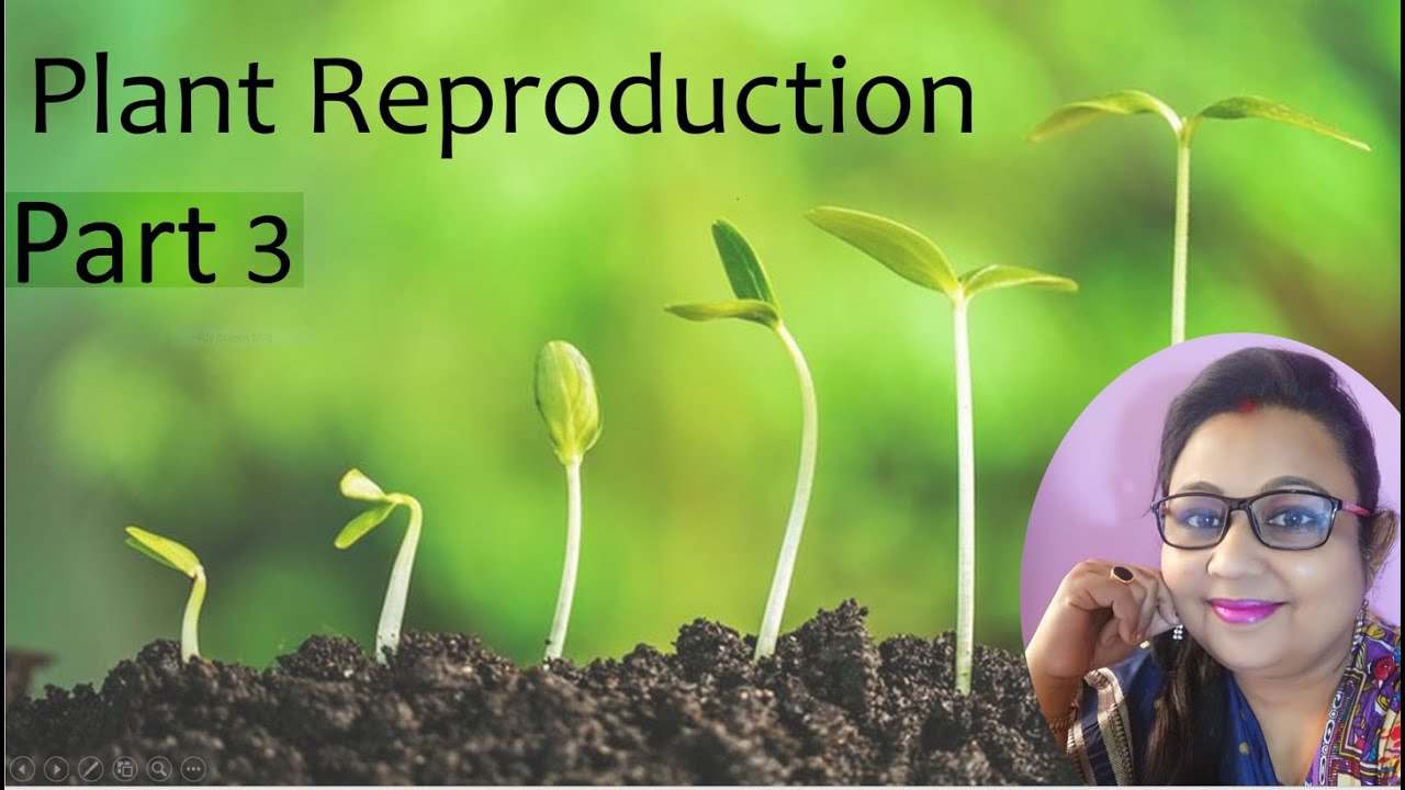 Ch 1 - Plant Reproduction (Part 3) - CBSE Class 5 Science- Conditions ...