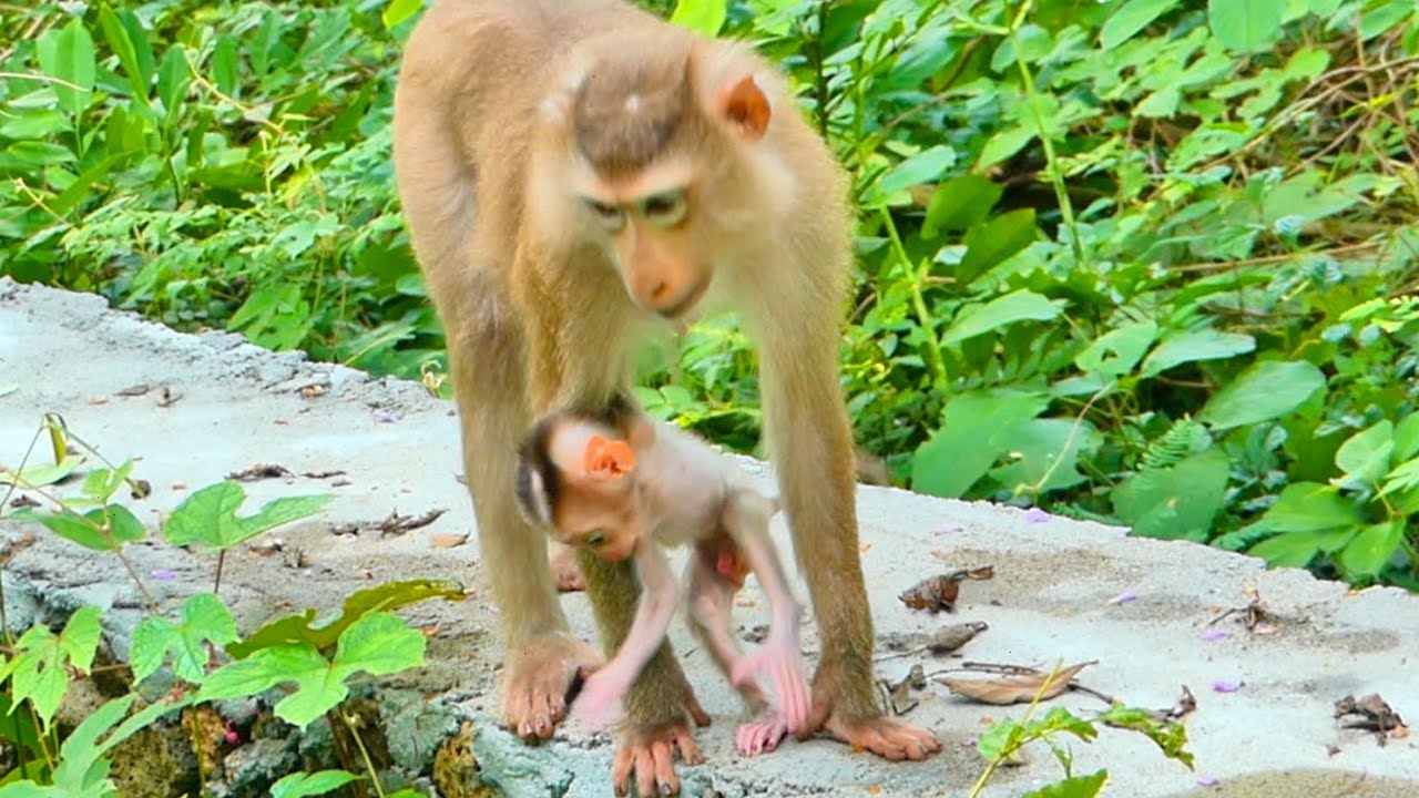 Adorable ! Baby cute monkey NIKO almost fells from Mom - when Mom walk ...