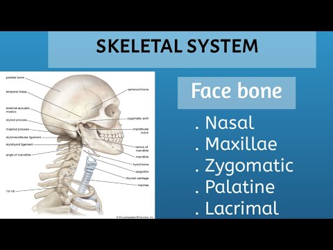 skeletal system/ face bone/ कंकाल तंत्र /bones anatomy and physiology ...