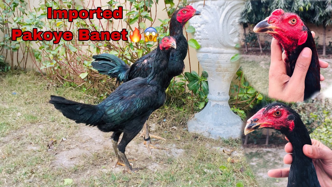 Imported Pakoye Banet Expansive Pair ready for season🔥 - YouTube
