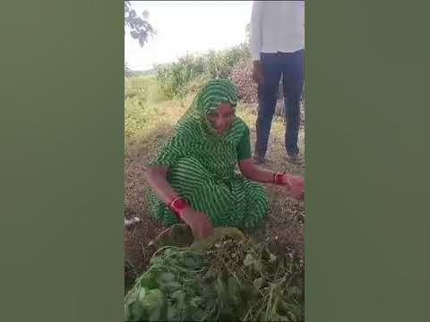 Aaj humne ( khet) se (mungfali) ️ ️🥰🥰😋😋 - YouTube