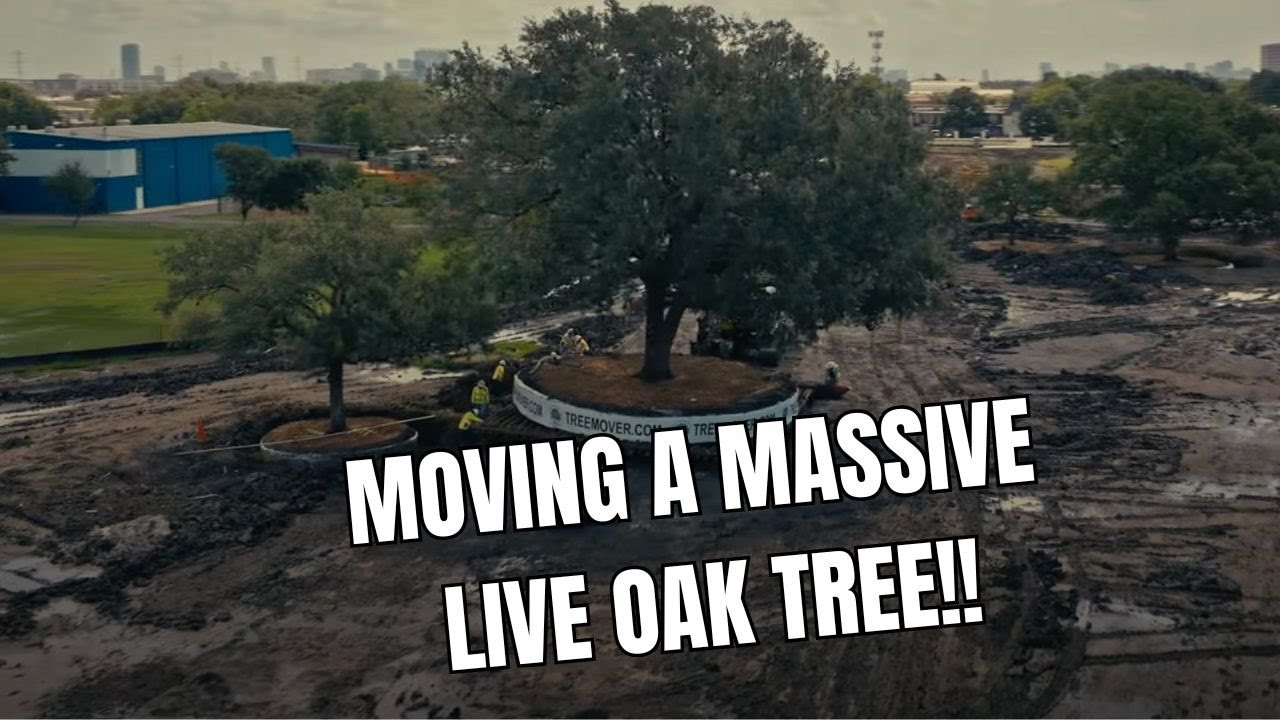 Watch a 600,000 lb Tree Get Relocated! | Massive Live Oak Move in ...