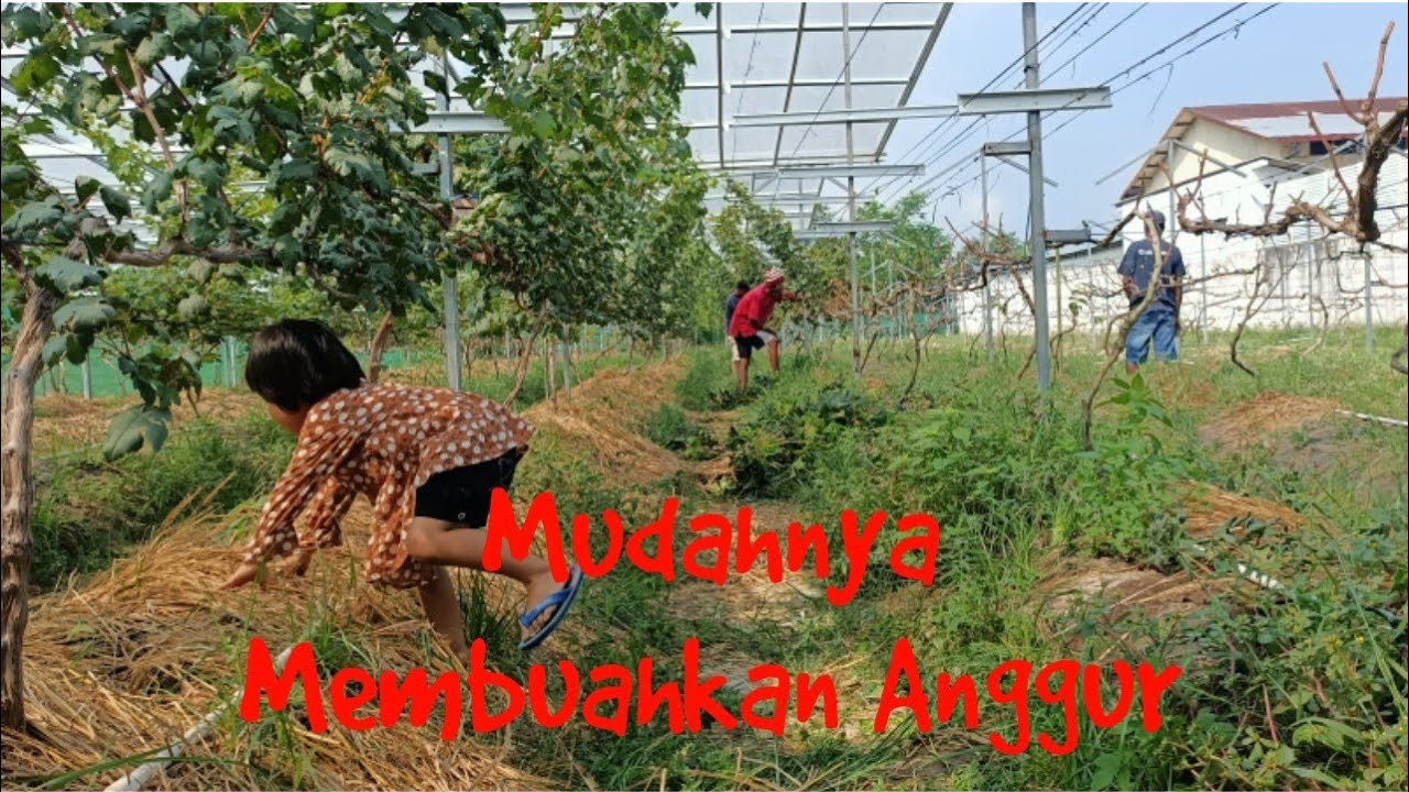 Mudahnya membuahkan anggur (Dixon grape) - YouTube