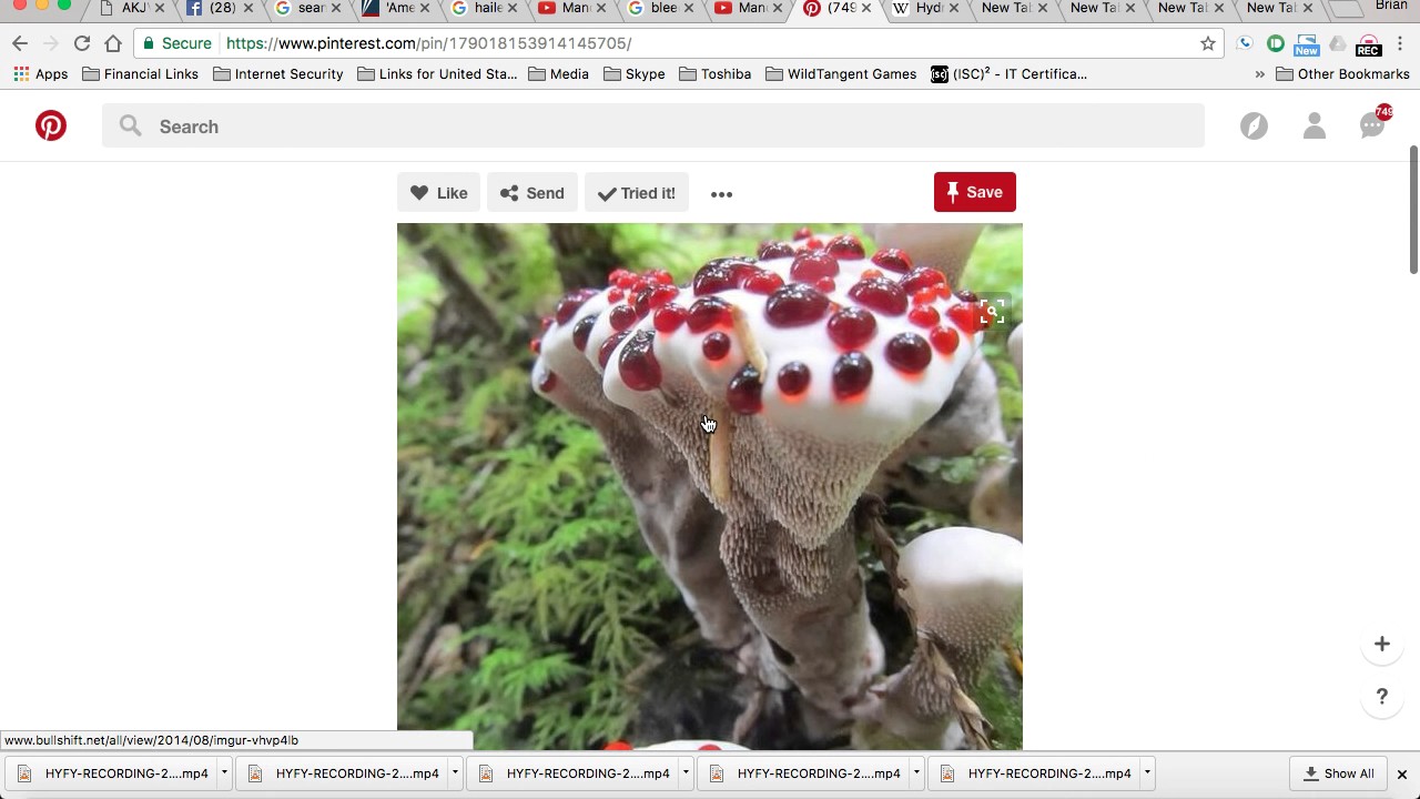 NEW HUGE Mandela Effect - Incredible Bleeding "Devil's Tooth" Fungus ...